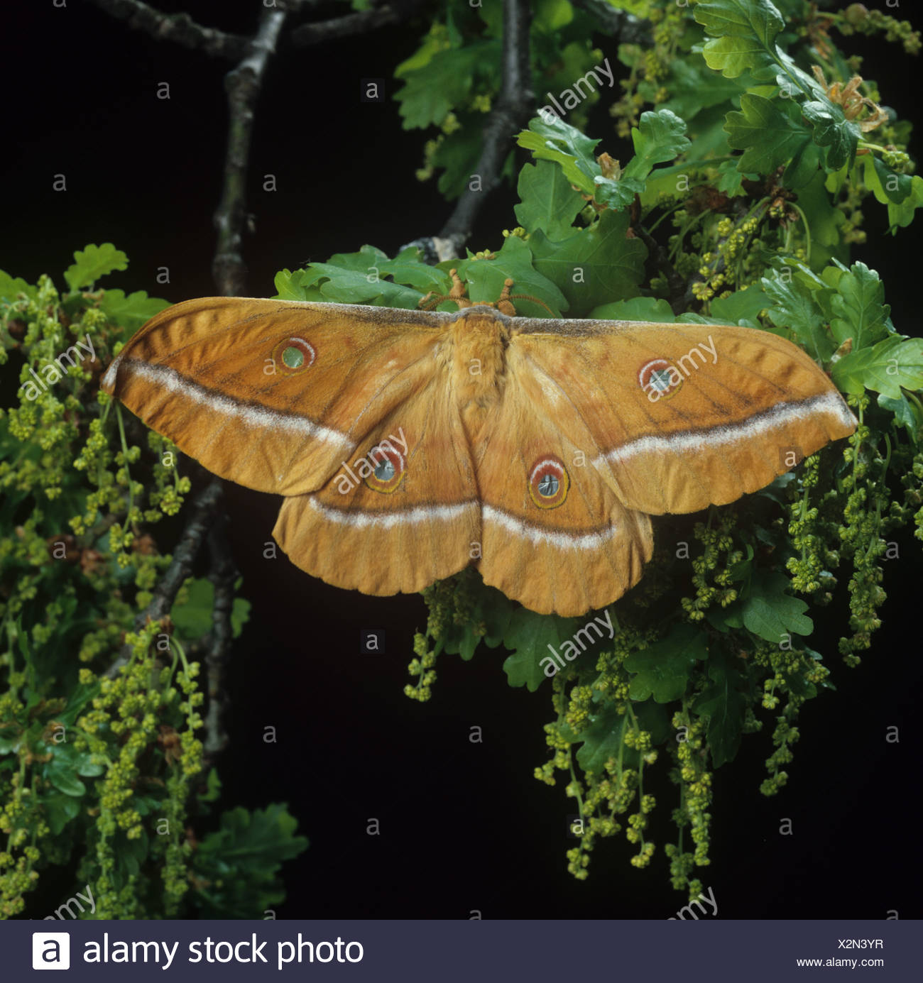 Tussar Silk Moth High Resolution Stock Photography and Images - Alamy