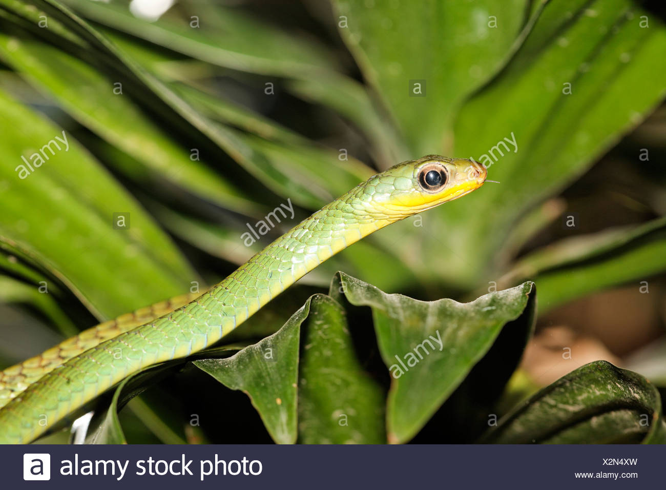 Keelback Snake Stock Photos & Keelback Snake Stock Images - Alamy