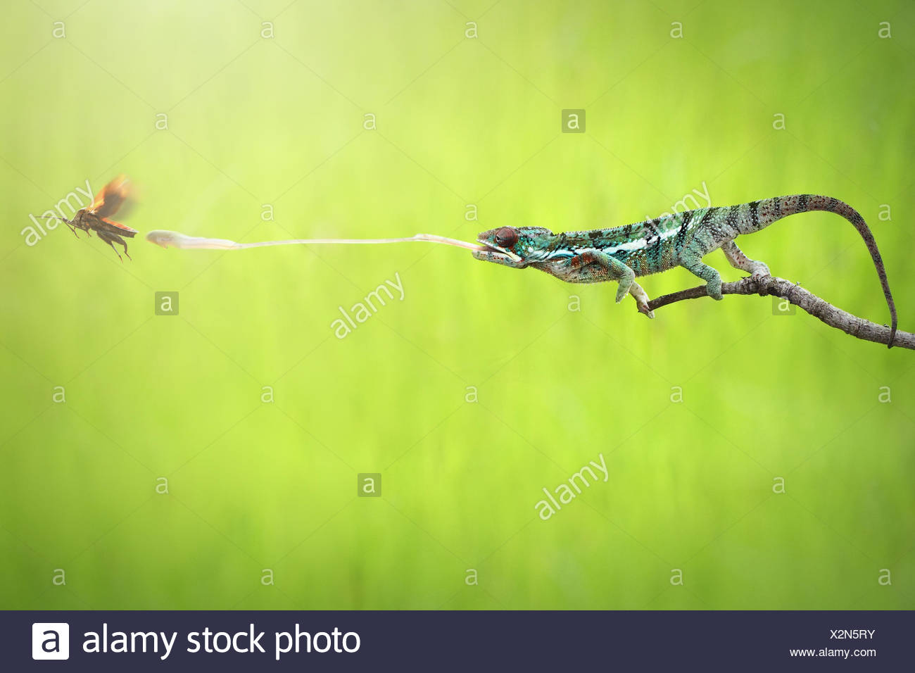 Chameleon Catching Prey Stock Photos & Chameleon Catching Prey Stock ...