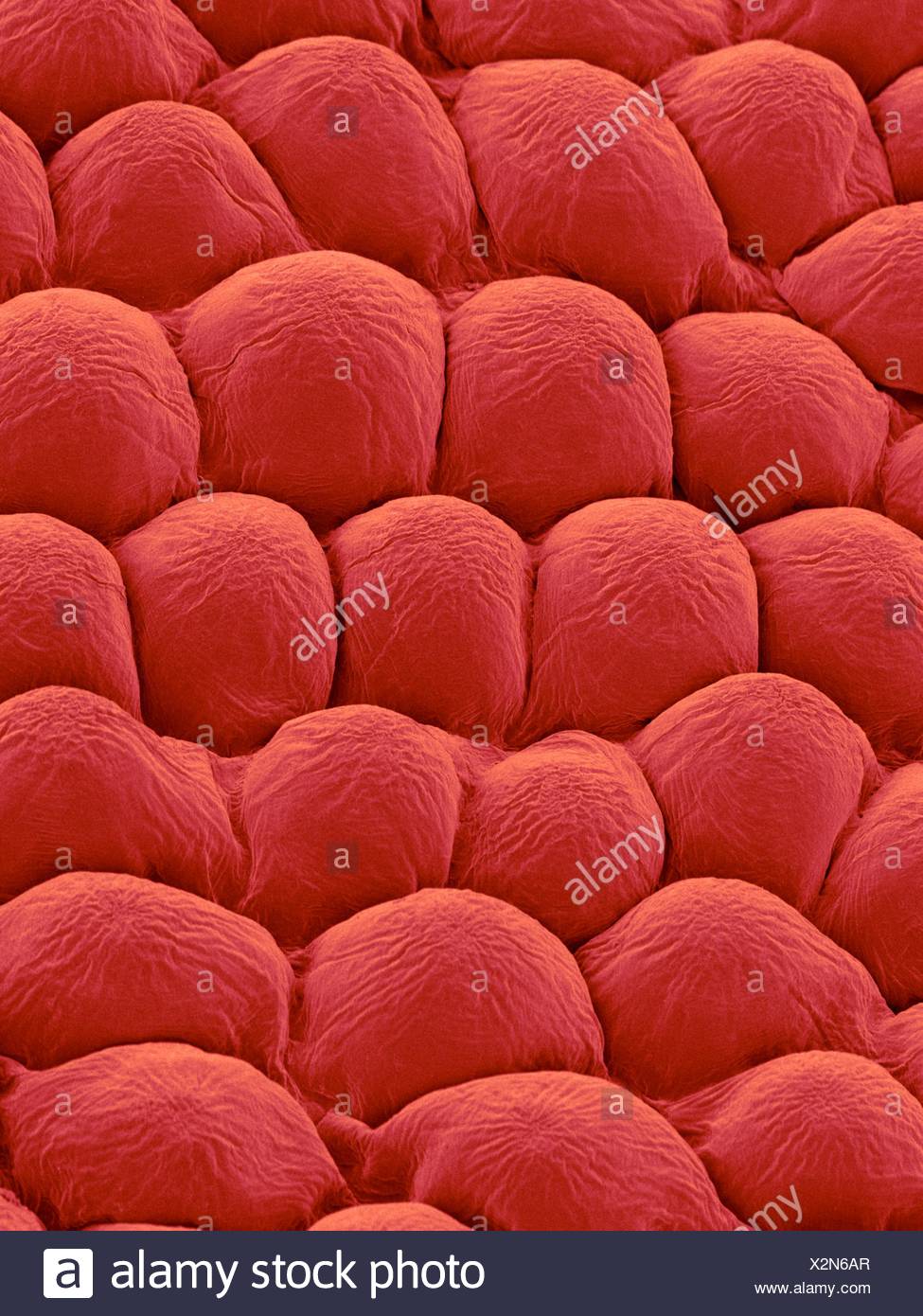 Attar Of Rose High Resolution Stock Photography and Images - Alamy