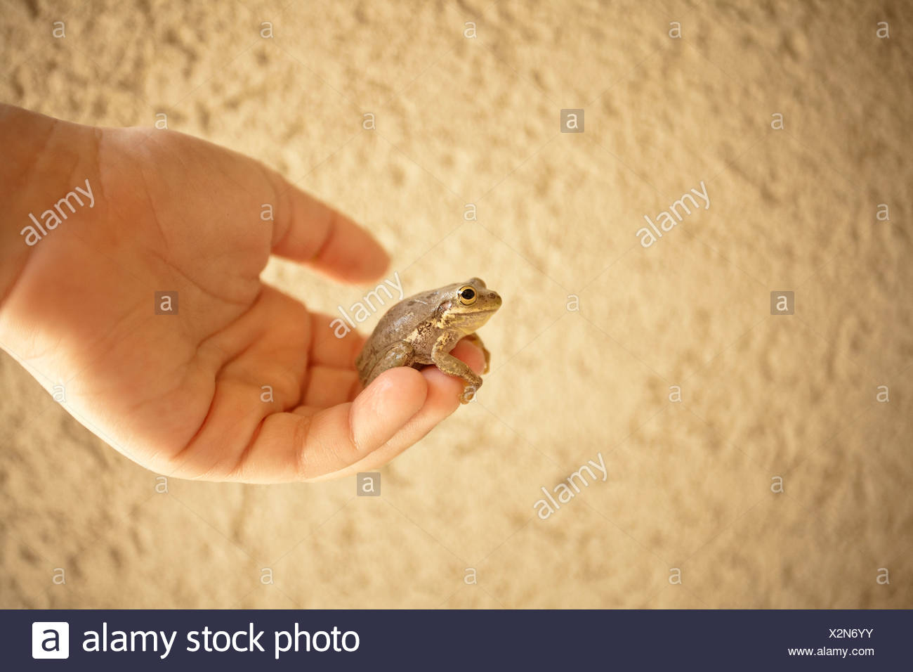 Boy With Frog High Resolution Stock Photography and Images - Alamy
