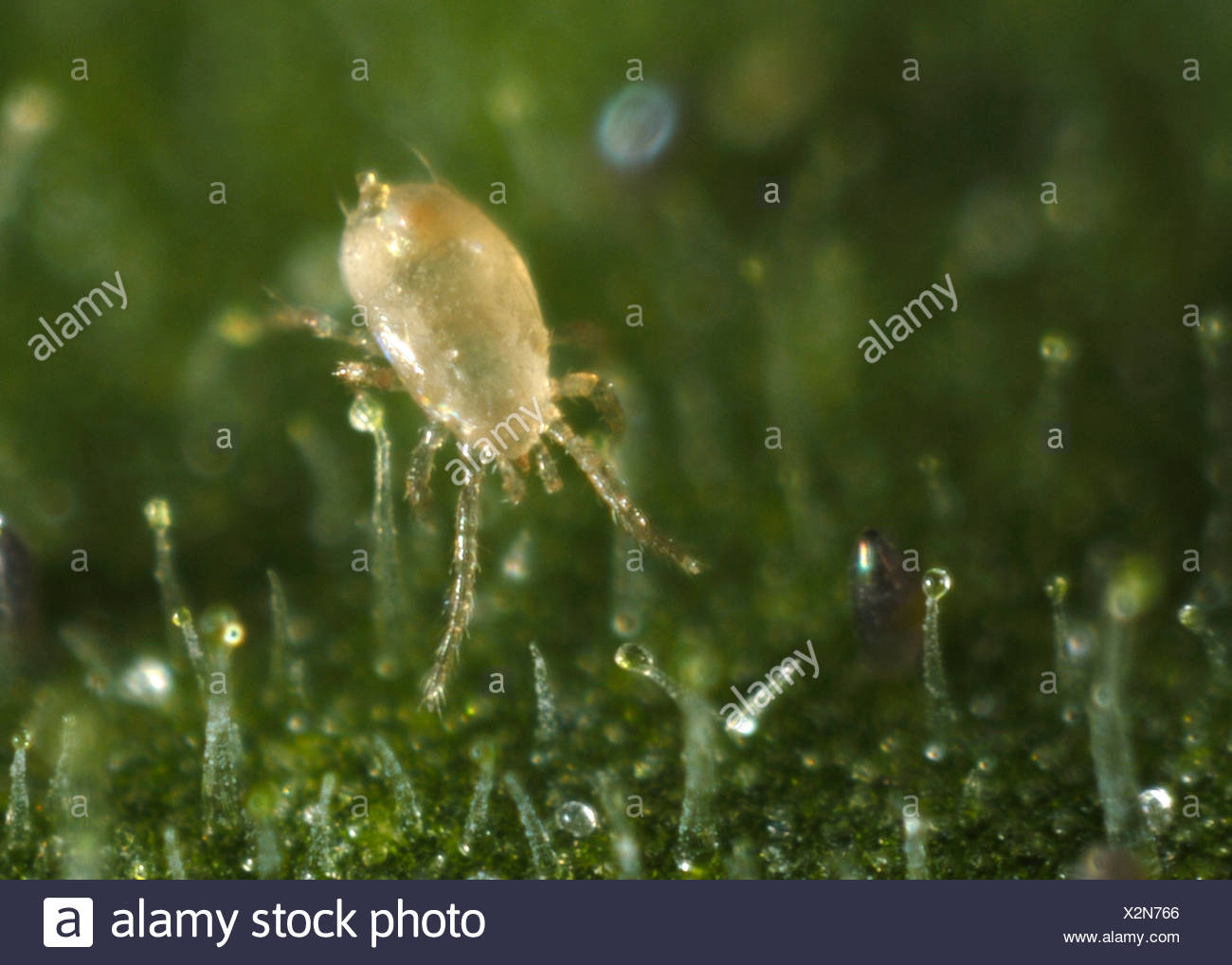 Predatory Mite High Resolution Stock Photography and Images - Alamy