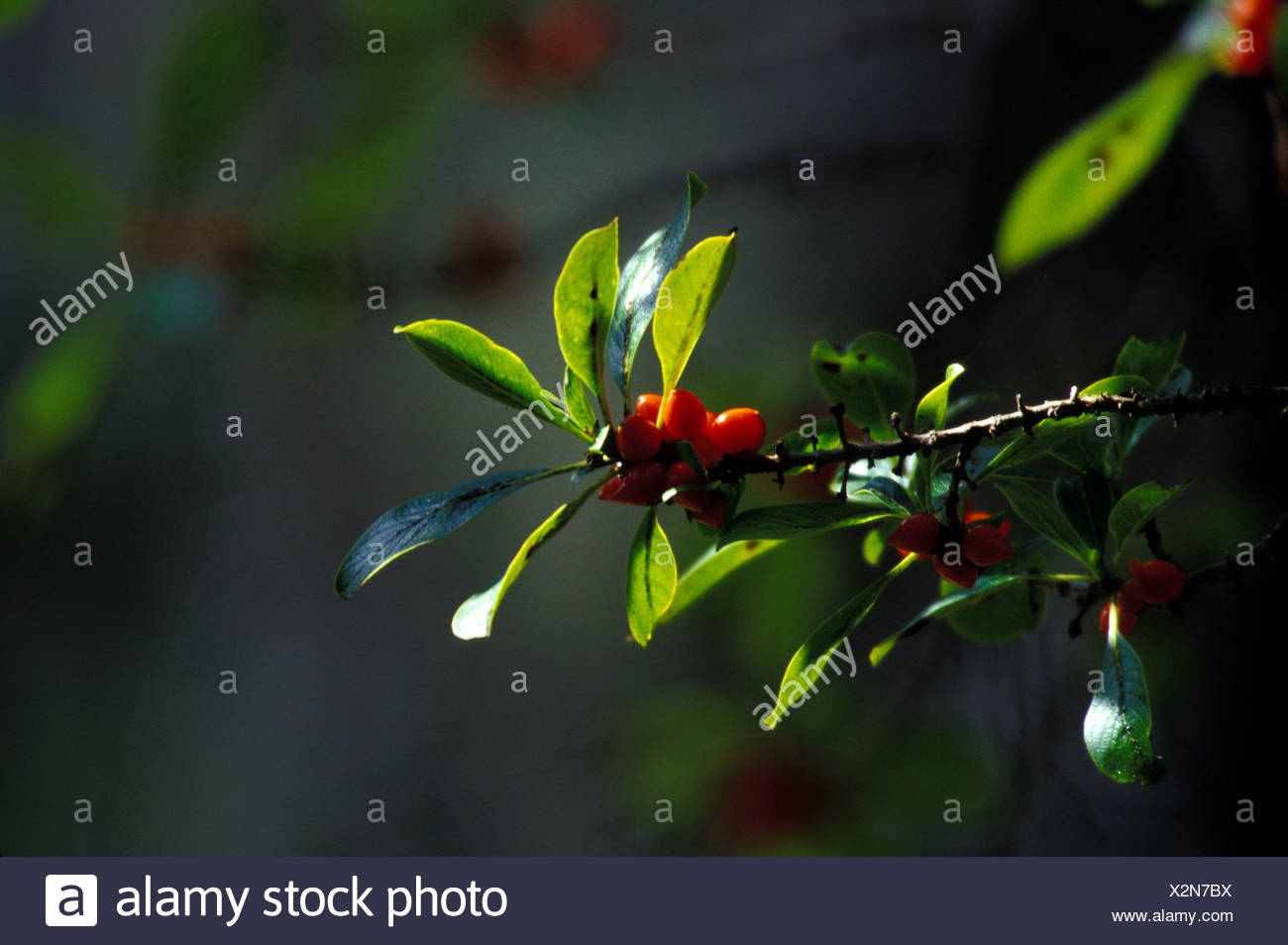 Pilo Stock Photos & Pilo Stock Images - Alamy