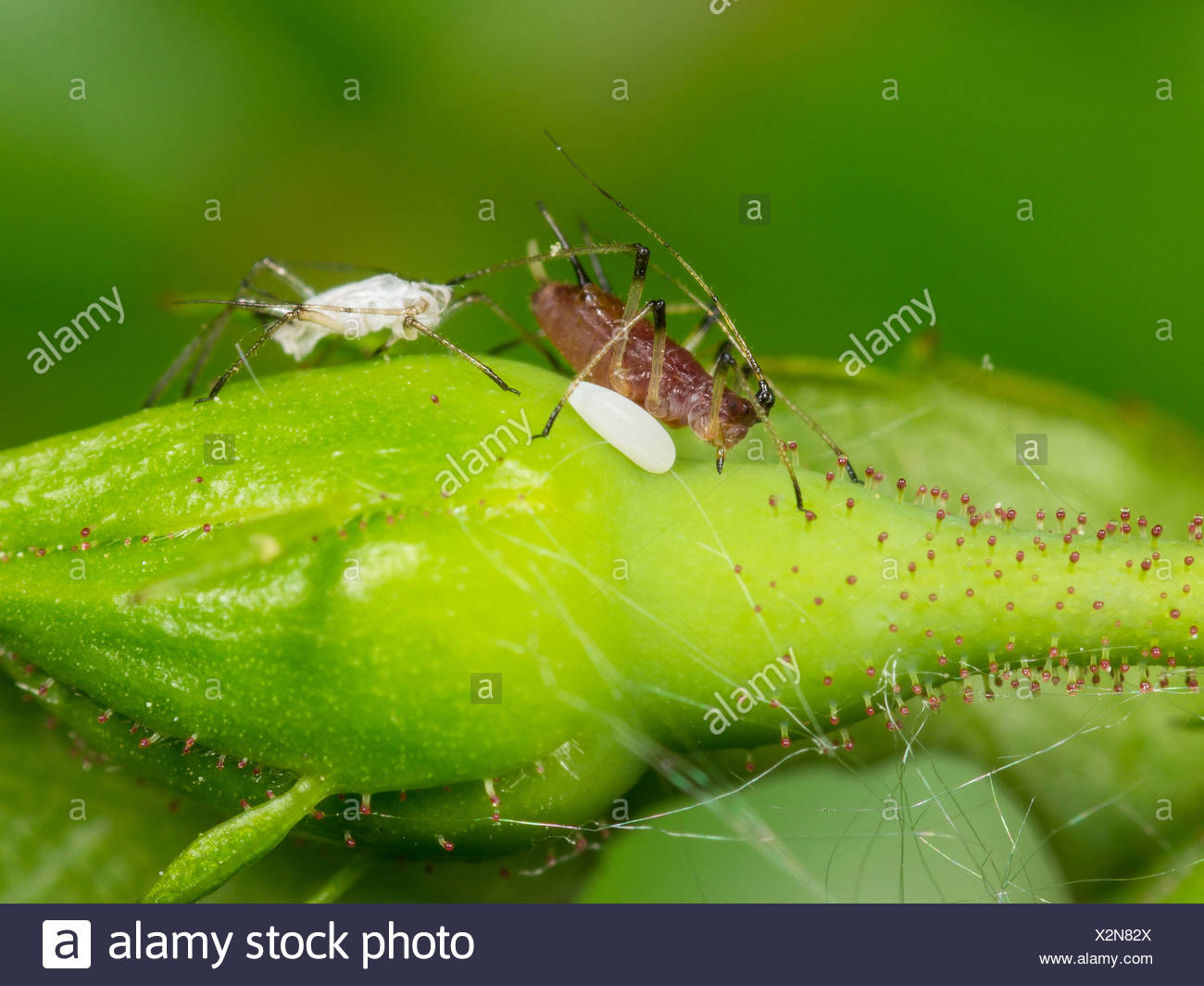 Sit On Eggs High Resolution Stock Photography and Images - Alamy