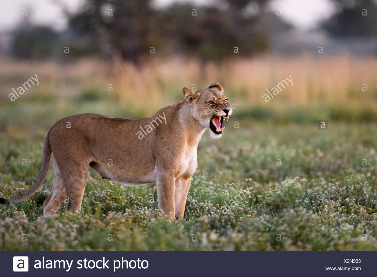 Lioness Roaring Stock Photos & Lioness Roaring Stock Images - Alamy