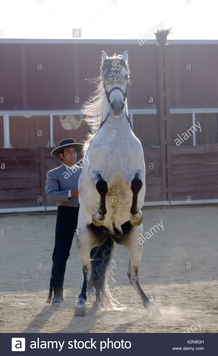 Capriole Horse High Resolution Stock Photography and Images - Alamy