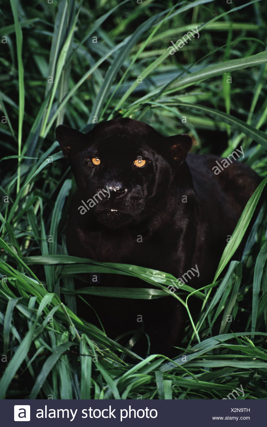 Black Jaguar Animal High Resolution Stock Photography and Images - Alamy