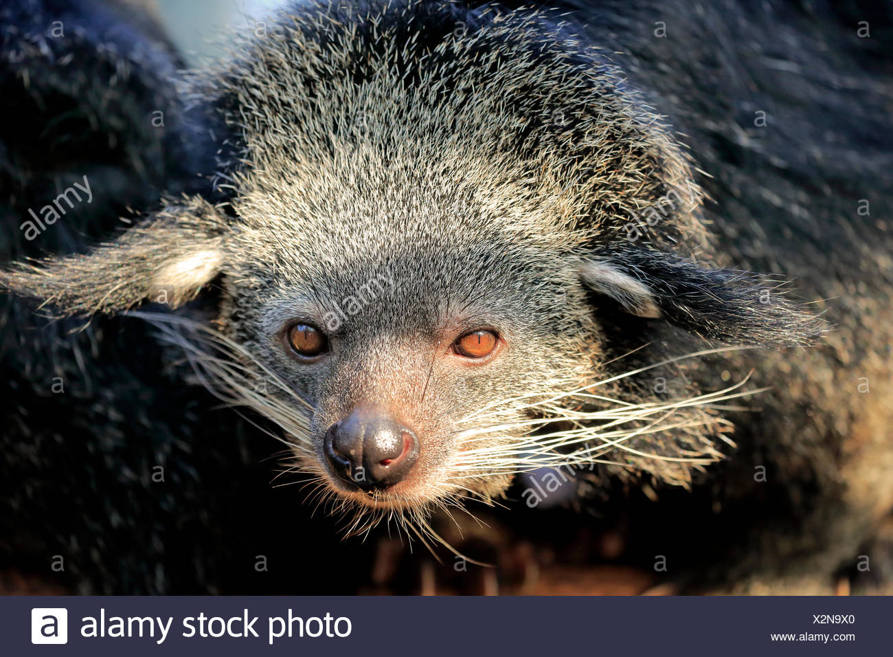 Binturong Civet Or Asian Bearcat Arctictis Binturong High Resolution ...