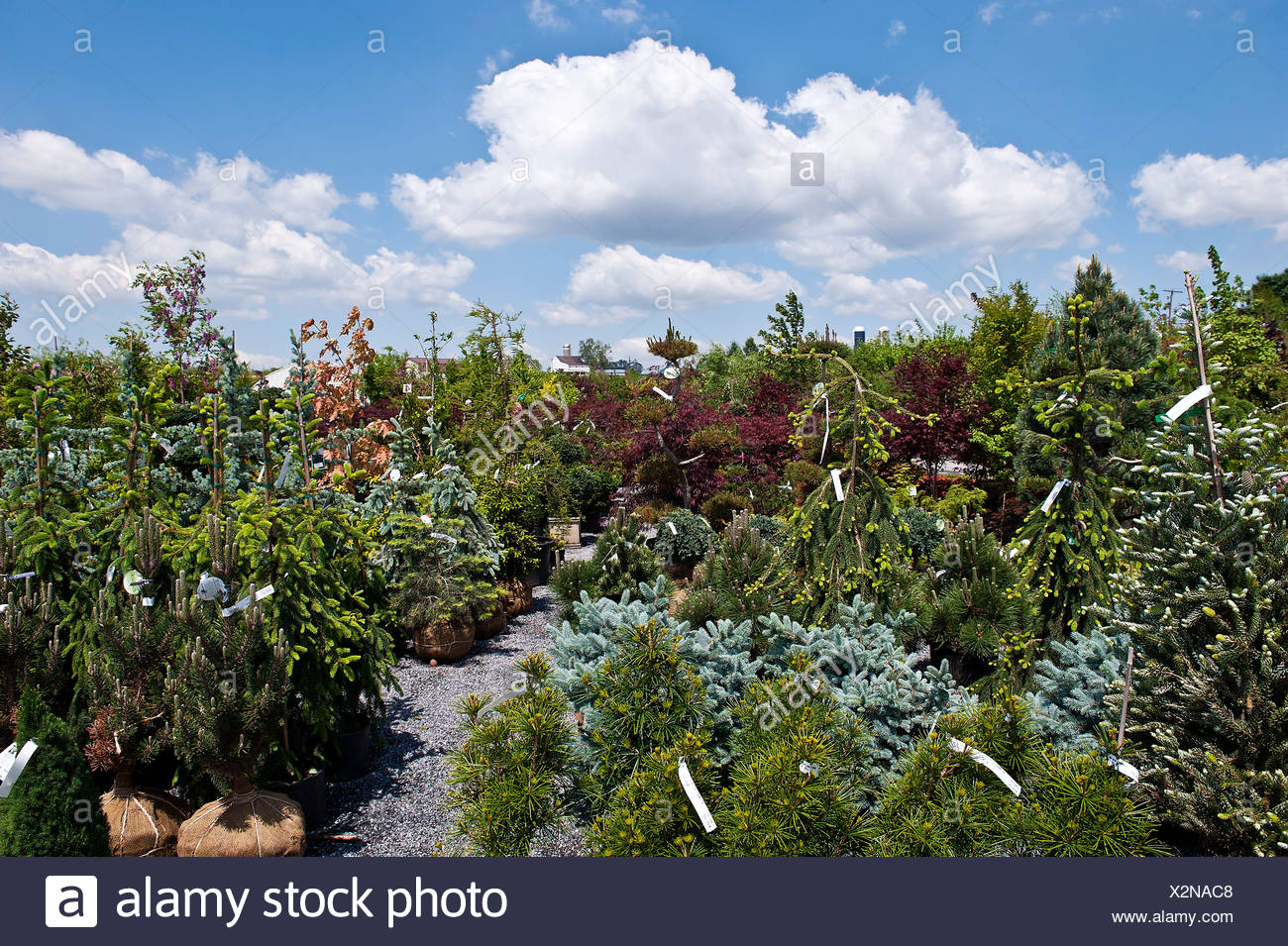 Tree Nursery High Resolution Stock Photography and Images - Alamy