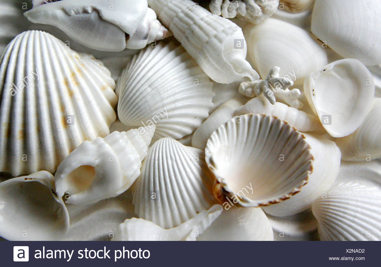 Pile Of Snail Shells High Resolution Stock Photography and Images - Alamy