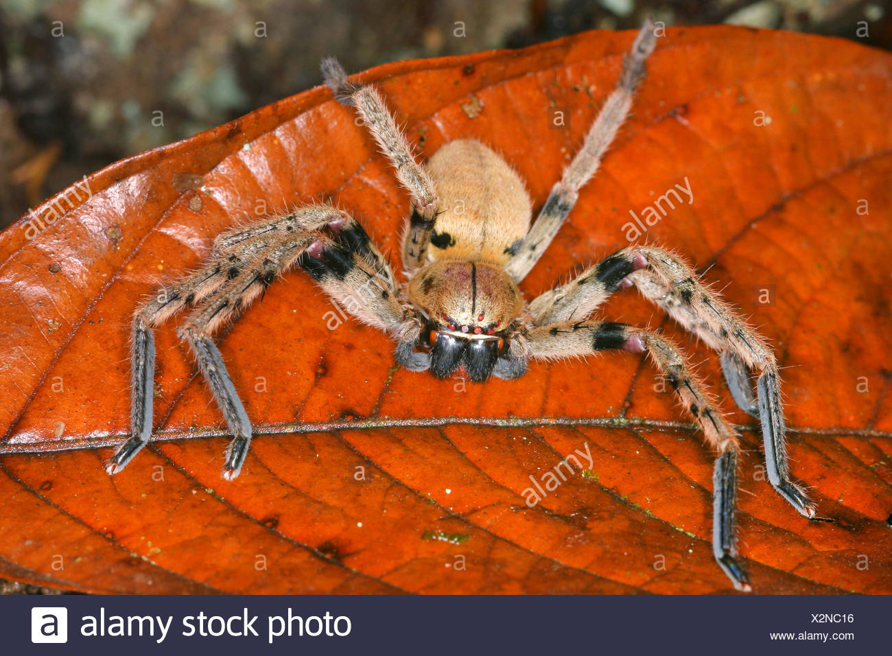 Giant Crab Spider Huntsman Spiders High Resolution Stock Photography ...