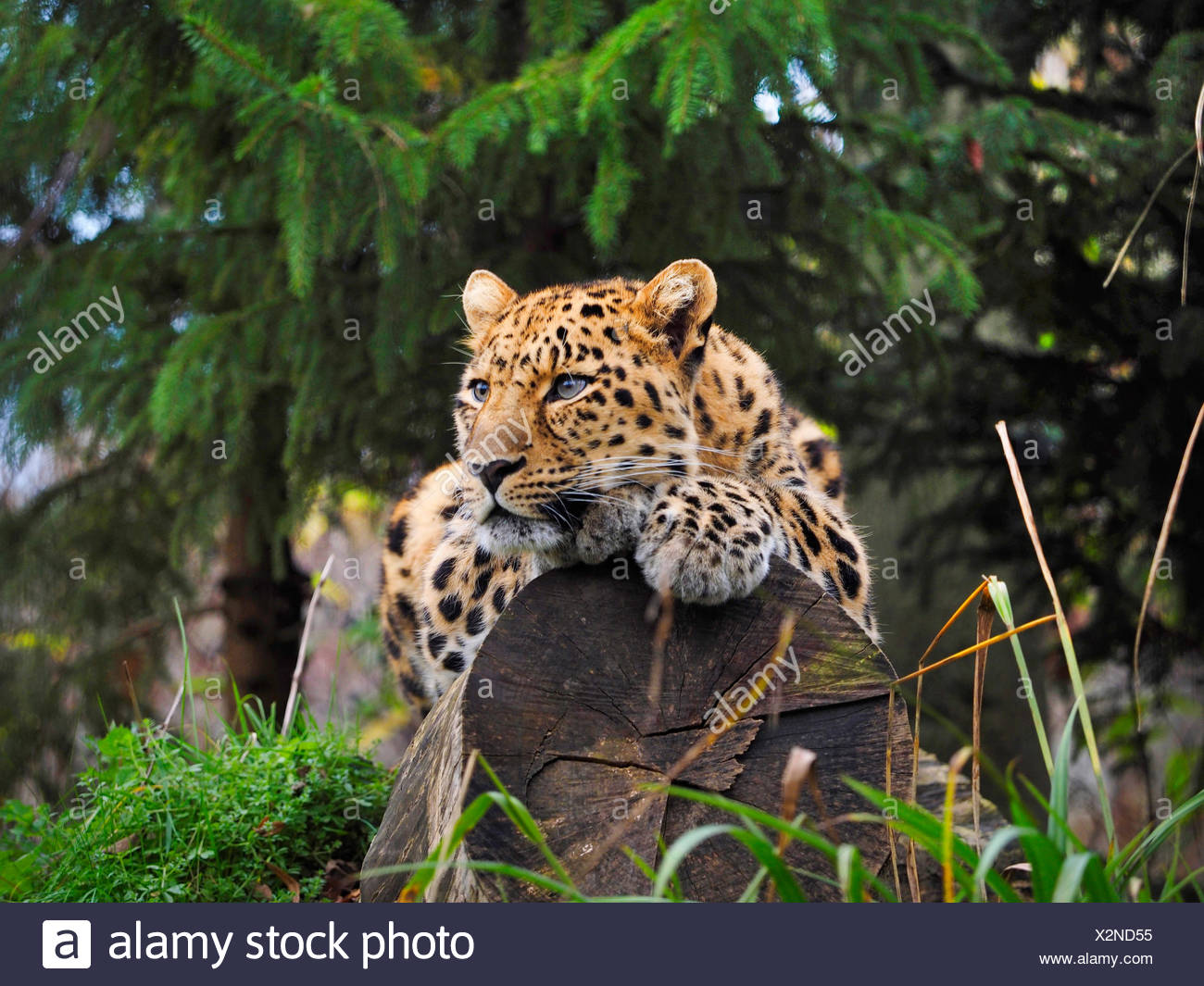 Amur Leopard High Resolution Stock Photography and Images - Alamy