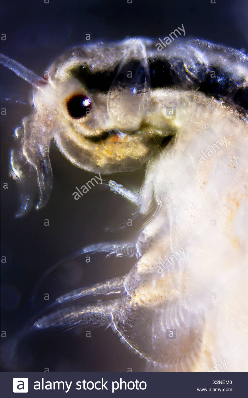 Nauplius Larva High Resolution Stock Photography and Images - Alamy