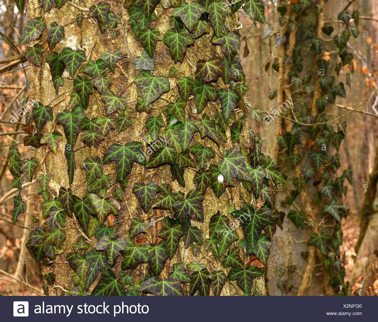Tree Creeper Plant Stock Photos & Tree Creeper Plant Stock Images - Alamy