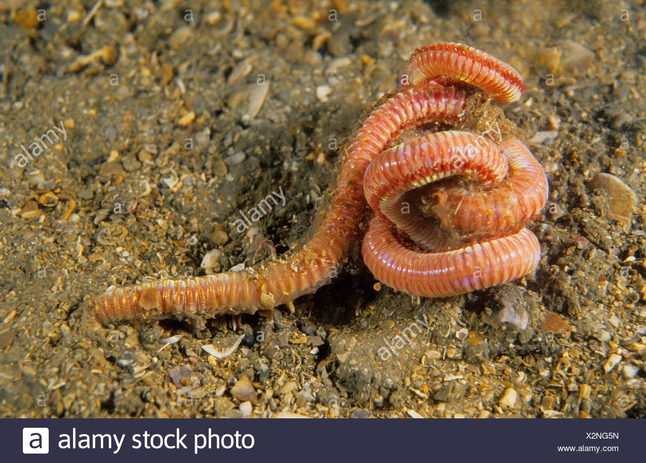 Marphysa High Resolution Stock Photography and Images - Alamy