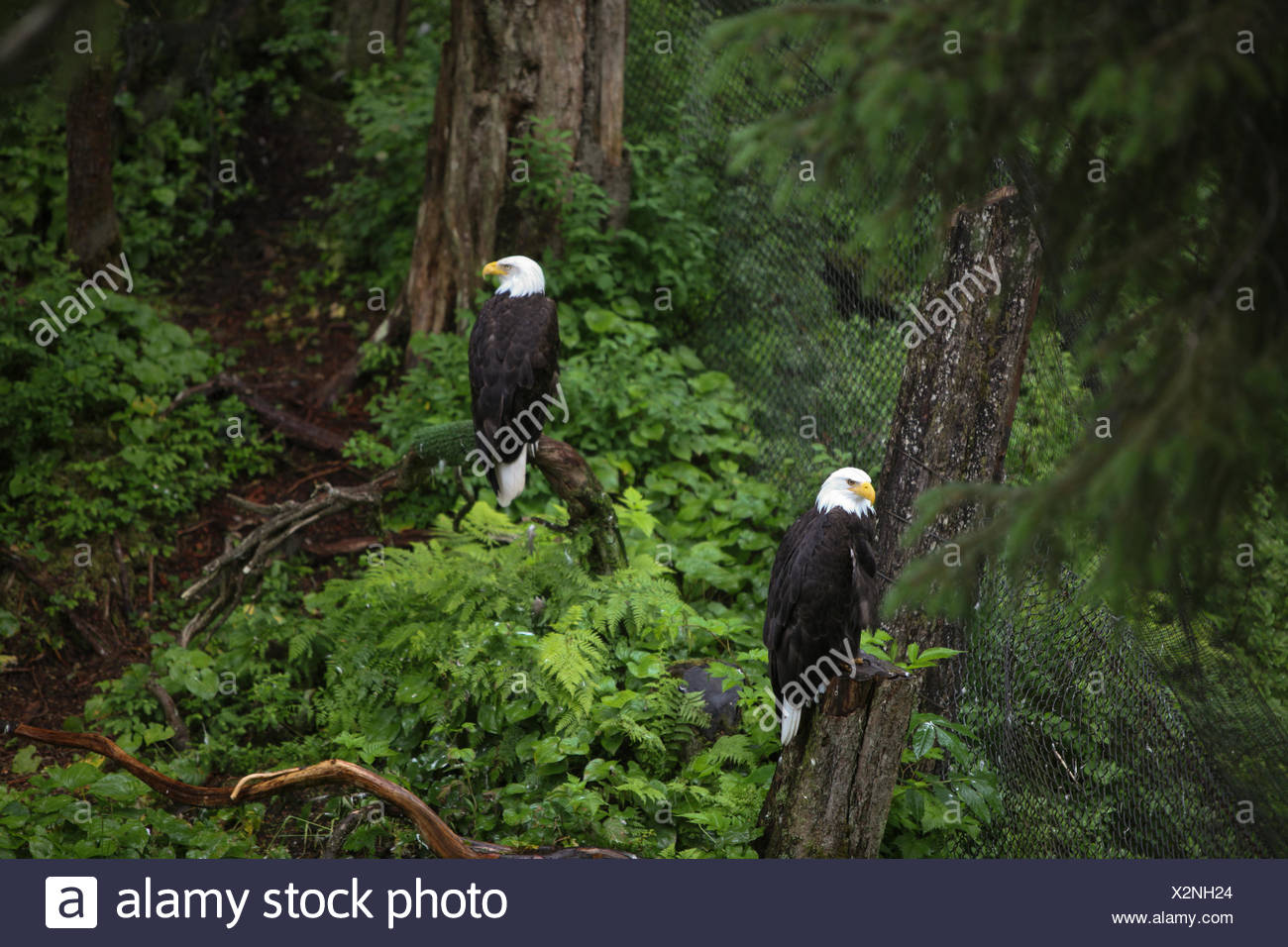 View Bald Eagle Perched On Stock Photos & View Bald Eagle Perched On ...