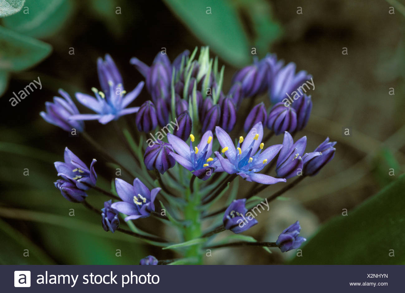 Cuban Lily Stock Photos & Cuban Lily Stock Images - Alamy