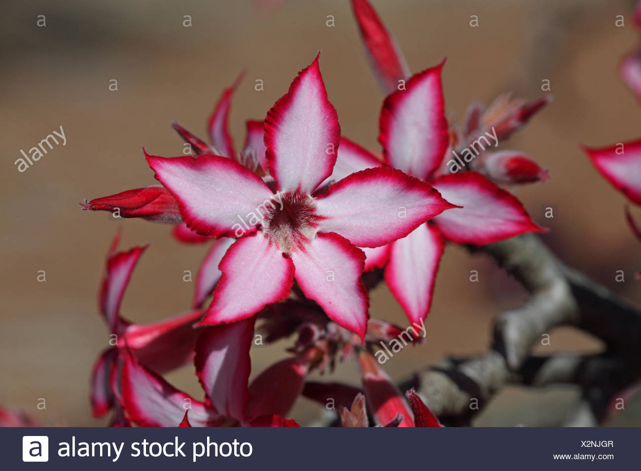 Impala Lily Flowers High Resolution Stock Photography and Images - Alamy