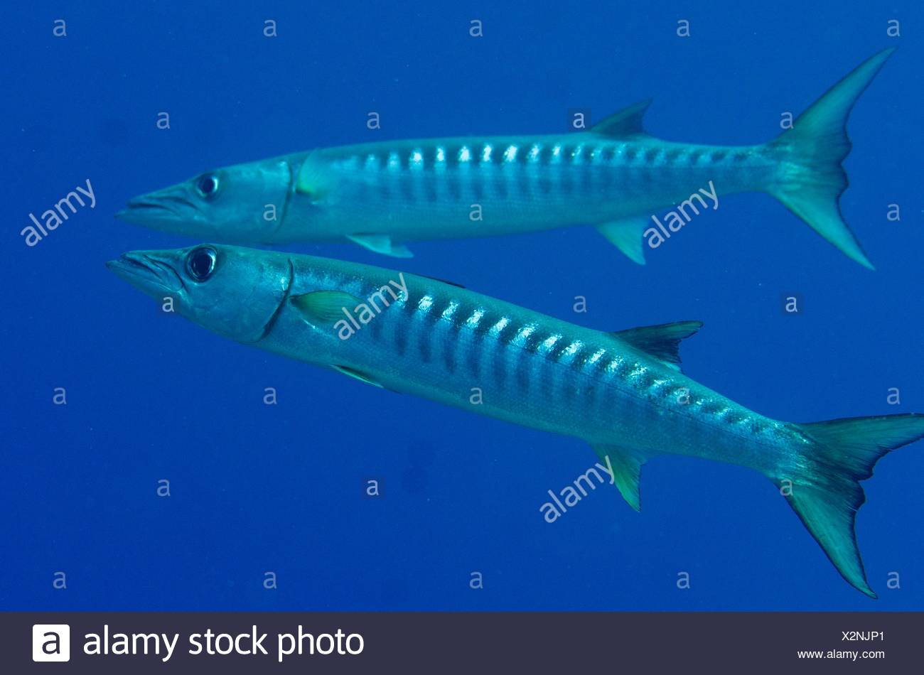 Blackfin Barracuda Stock Photos & Blackfin Barracuda Stock Images - Alamy