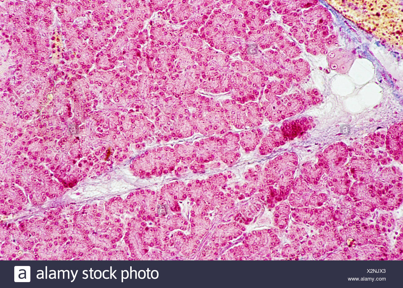 Digestive Enzyme Stock Photos & Digestive Enzyme Stock Images - Alamy