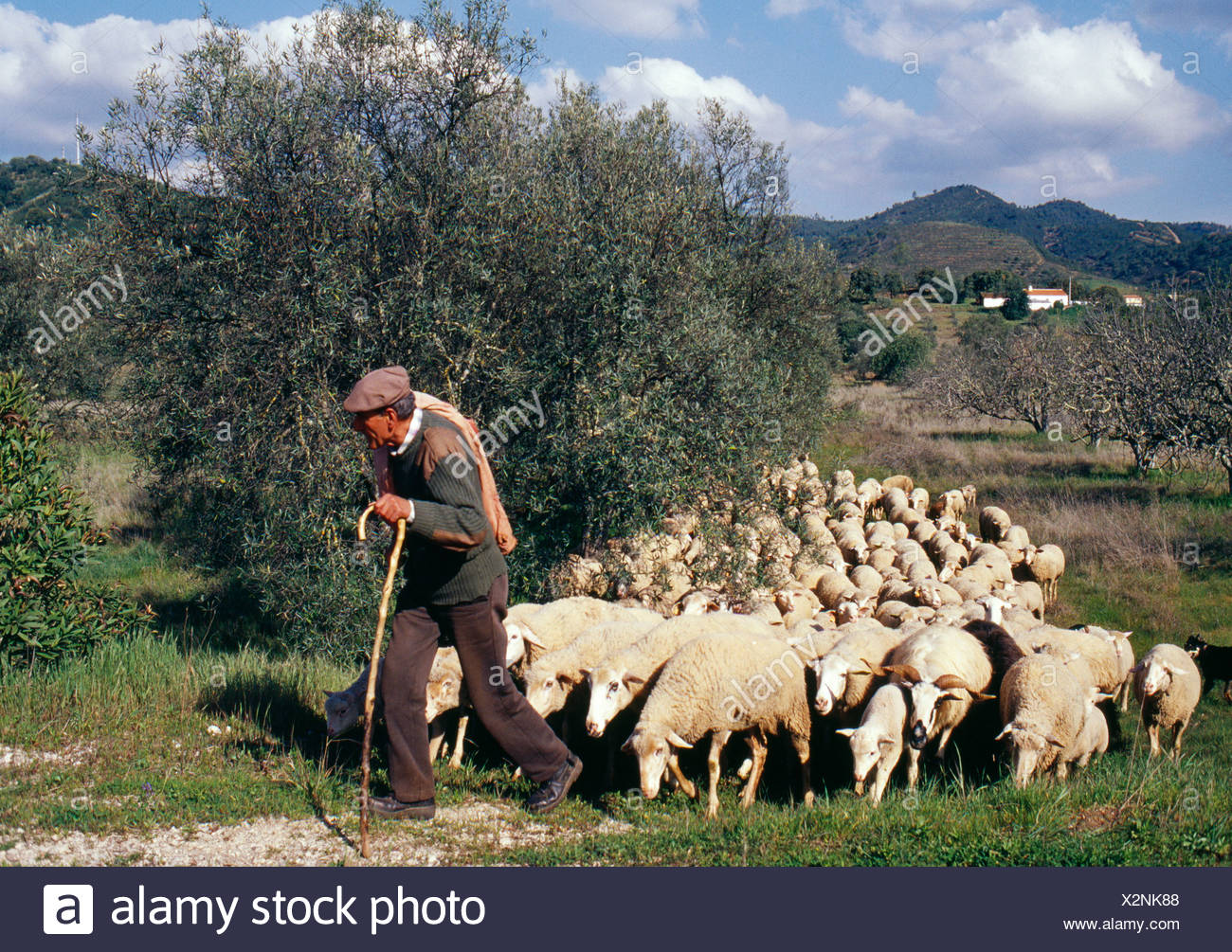 Shepherd Leading His Flock Stock Photos & Shepherd Leading His Flock ...