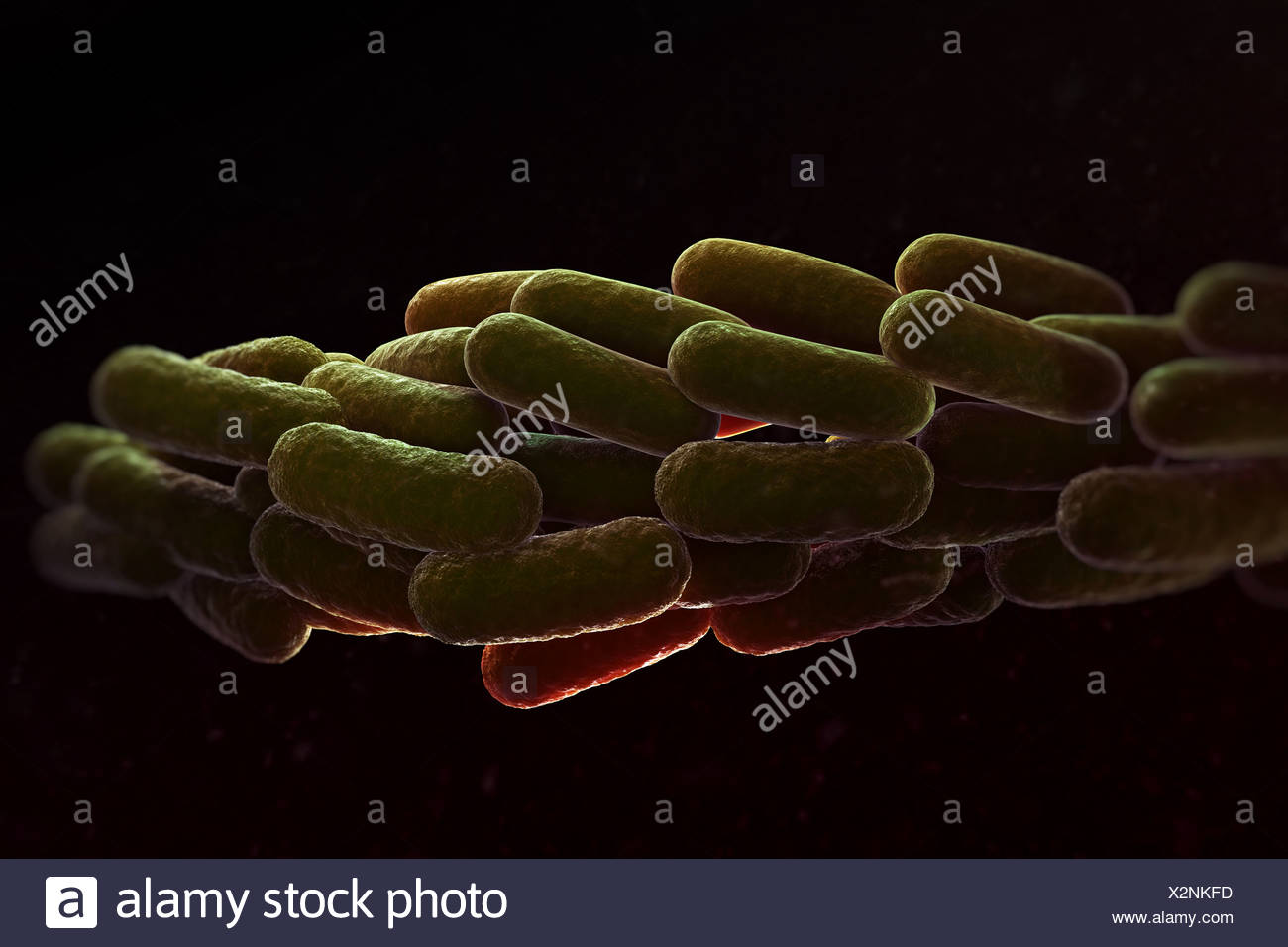 Legionella Pneumophila Bacteria Stock Photos & Legionella Pneumophila ...