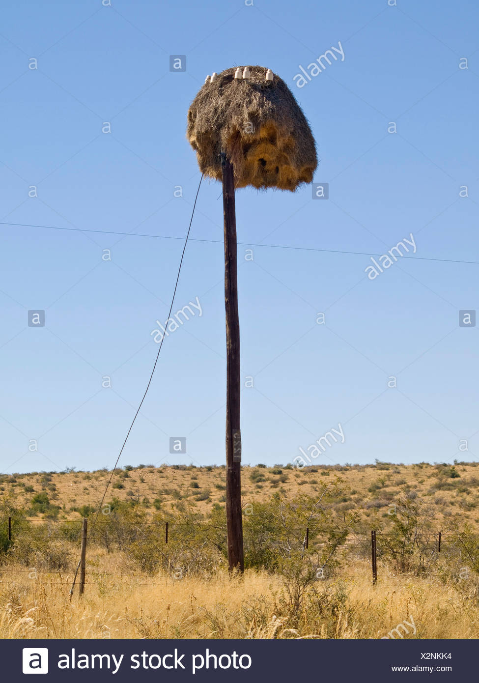 Breeding Nest Poles High Resolution Stock Photography and Images - Alamy