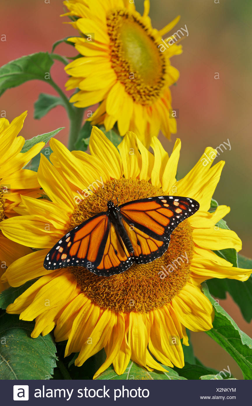 Monarch Butterfly Sunflower Pollination High Resolution Stock ...