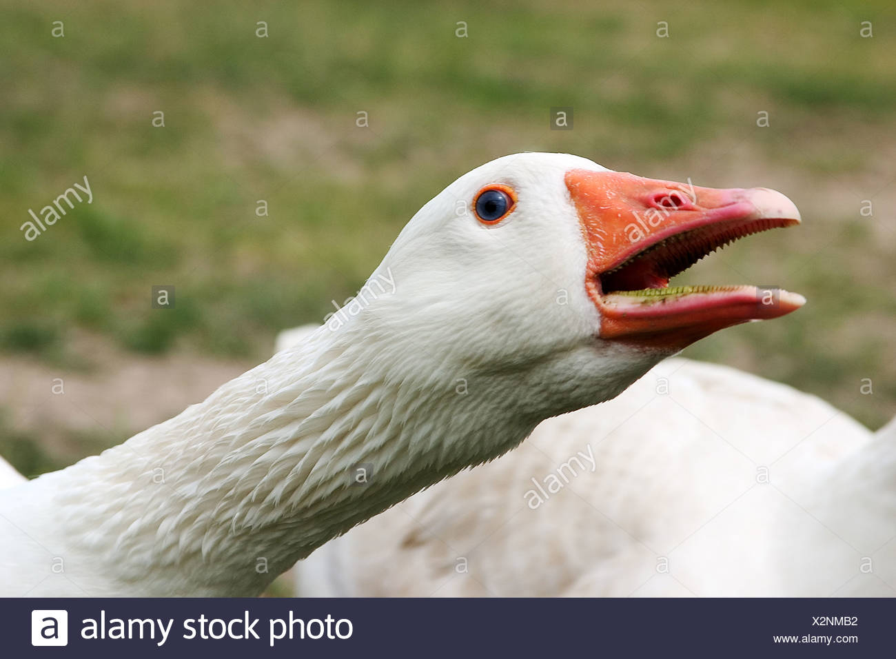 Geese Teeth High Resolution Stock Photography and Images - Alamy