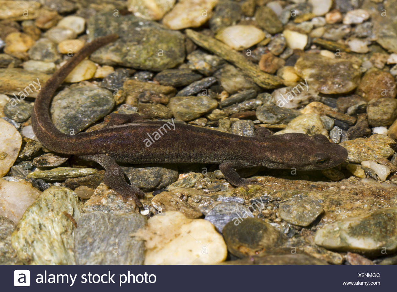 Endemic Newt High Resolution Stock Photography and Images - Alamy