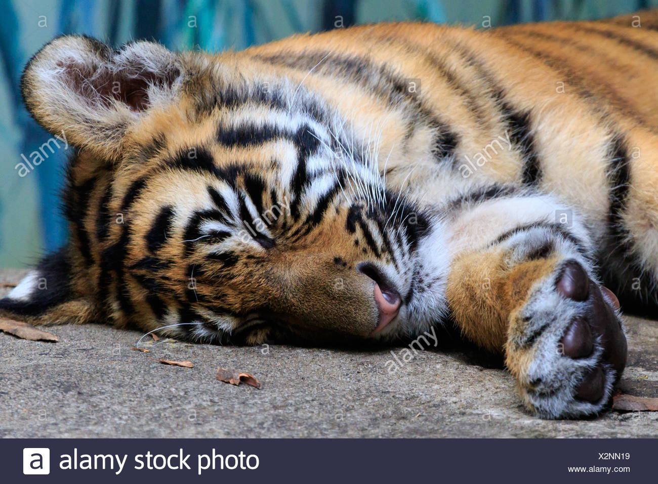 Baby Tiger Stock Photos & Baby Tiger Stock Images - Alamy
