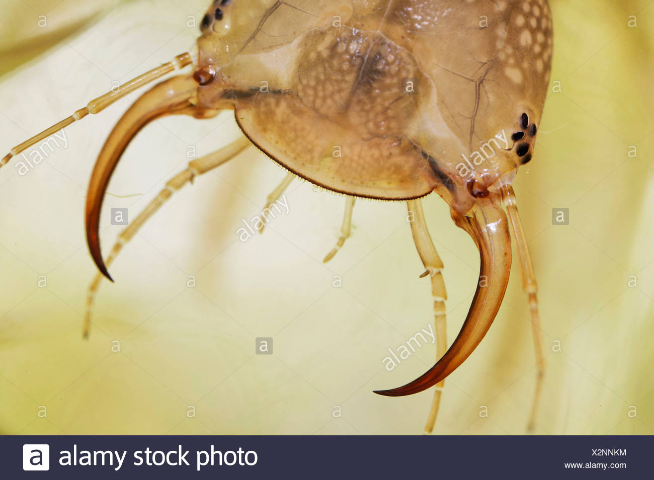 Dytiscus Marginalis Larvae Stock Photos & Dytiscus Marginalis Larvae ...