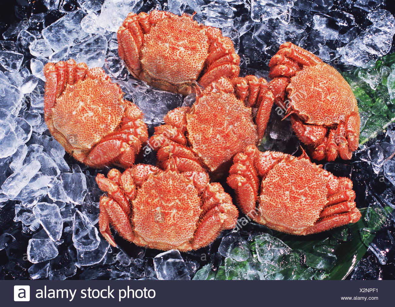 Horsehair Crab High Resolution Stock Photography and Images - Alamy