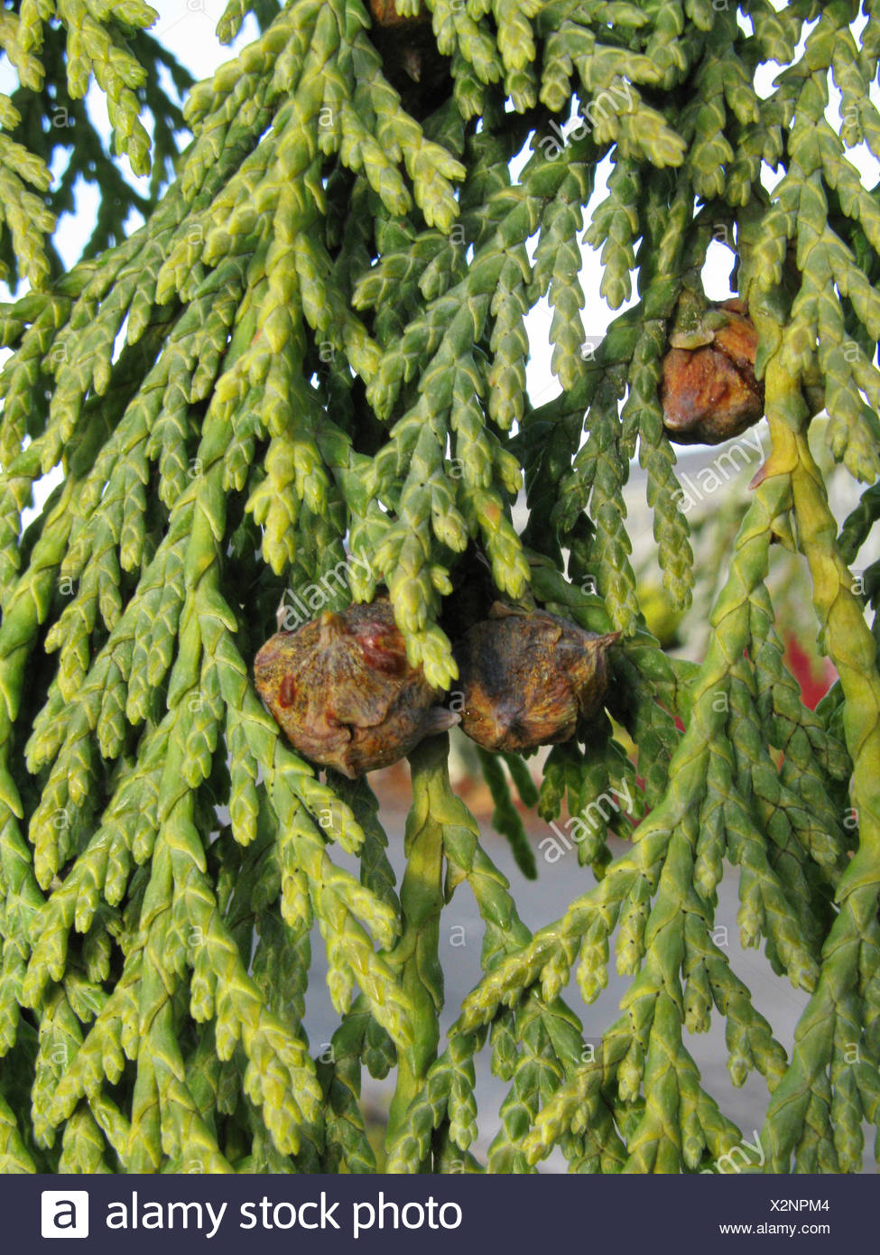Cupressus Nootkatensis Pendula Stock Photos & Cupressus Nootkatensis ...