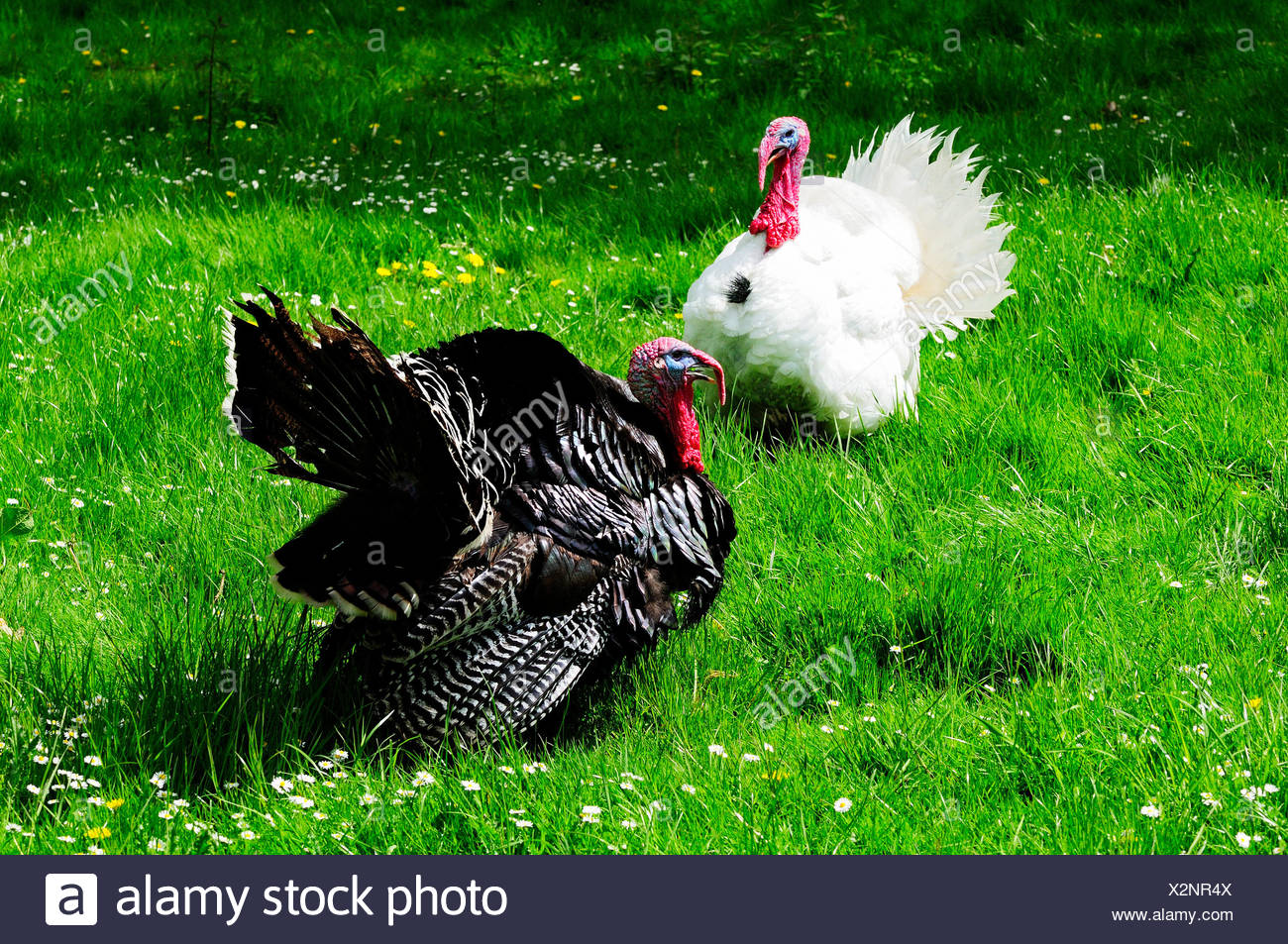 Ridley Bronze Turkey High Resolution Stock Photography and Images - Alamy