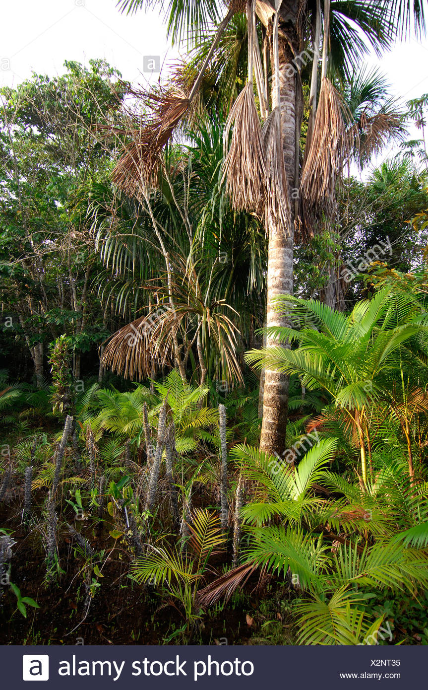 Brazil Rainforest High Resolution Stock Photography and Images - Alamy