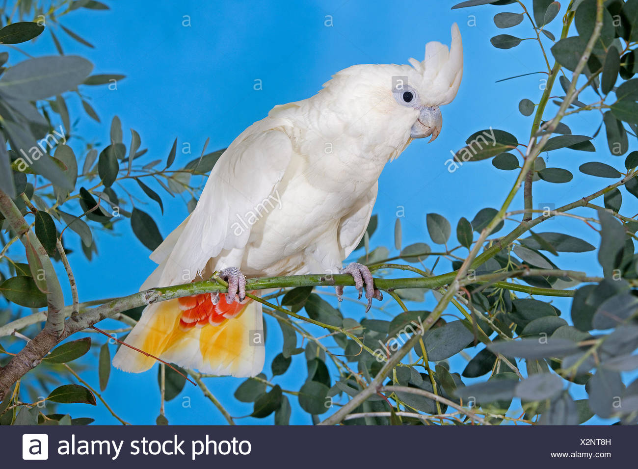 Philippine Cockatoo Or Red Vented Cockatoo Cacatua Haematuropygia High ...