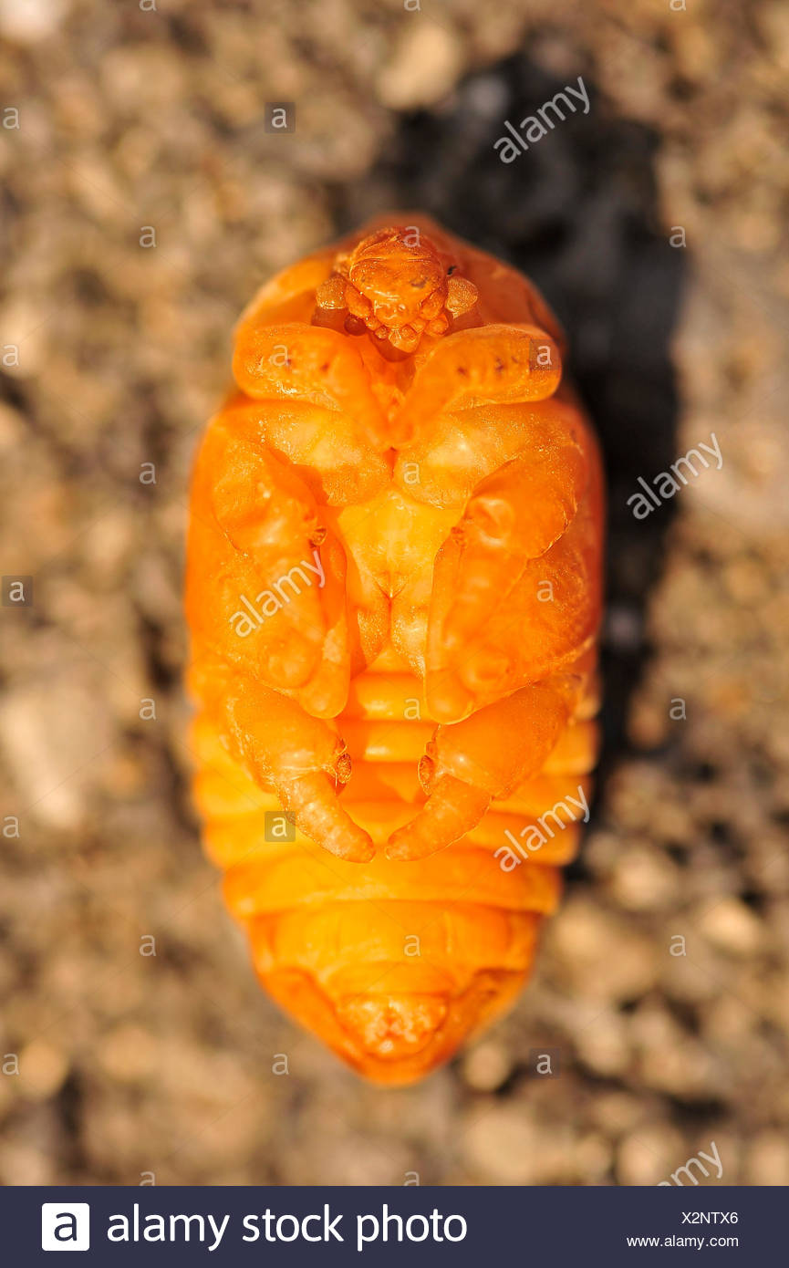Beetle Larva Stock Photos & Beetle Larva Stock Images - Alamy