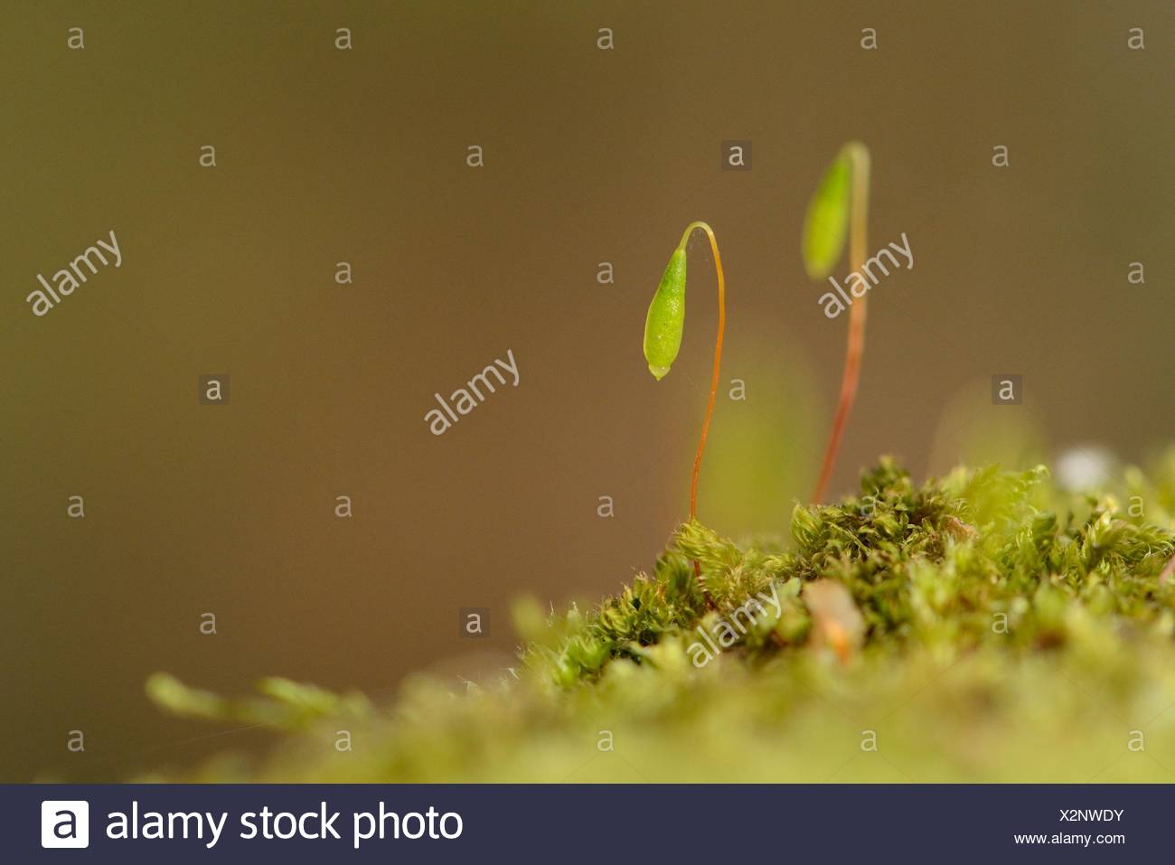 Moss Spore Capsules High Resolution Stock Photography and Images - Alamy