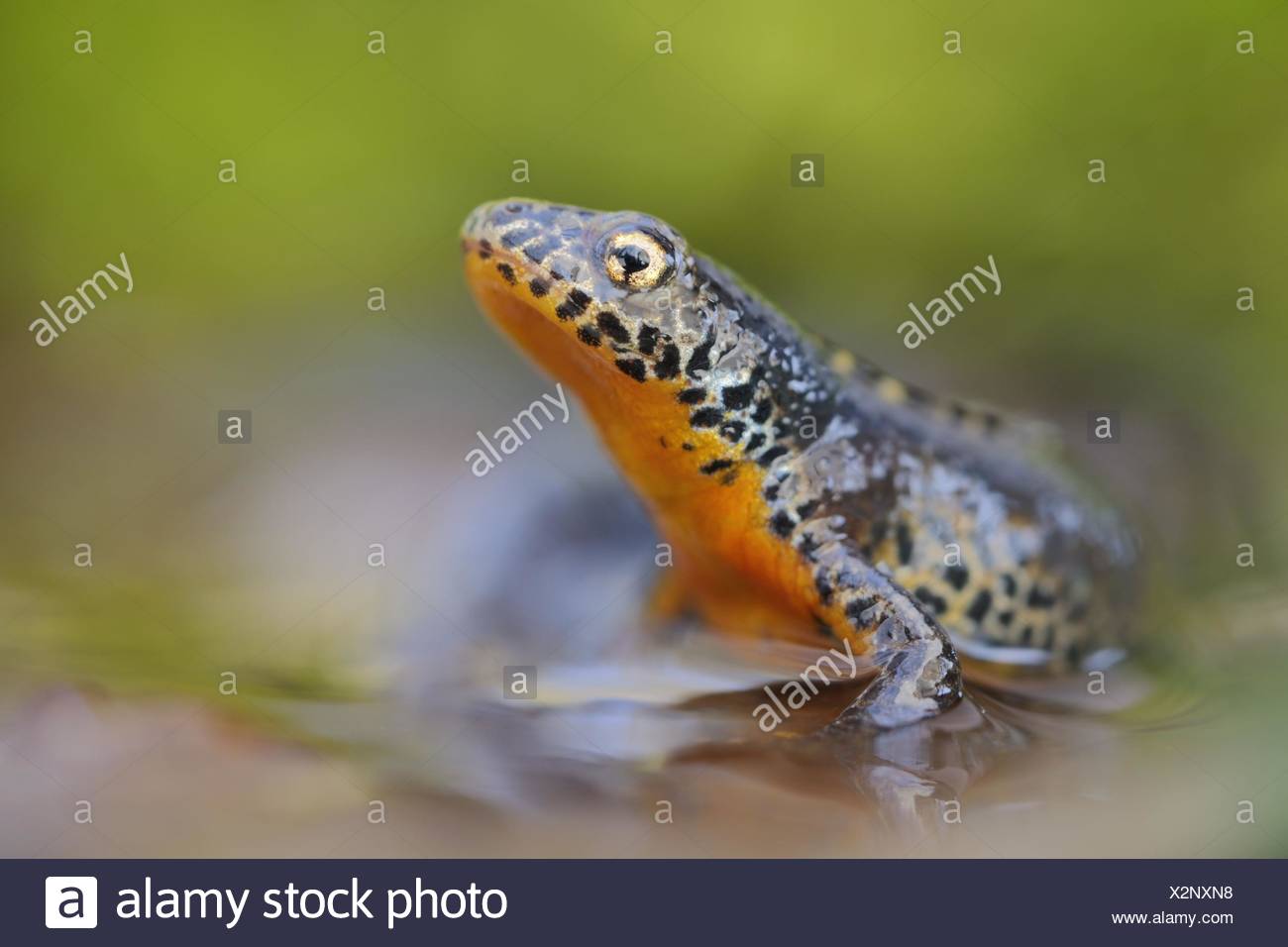 Newt High Resolution Stock Photography and Images - Alamy