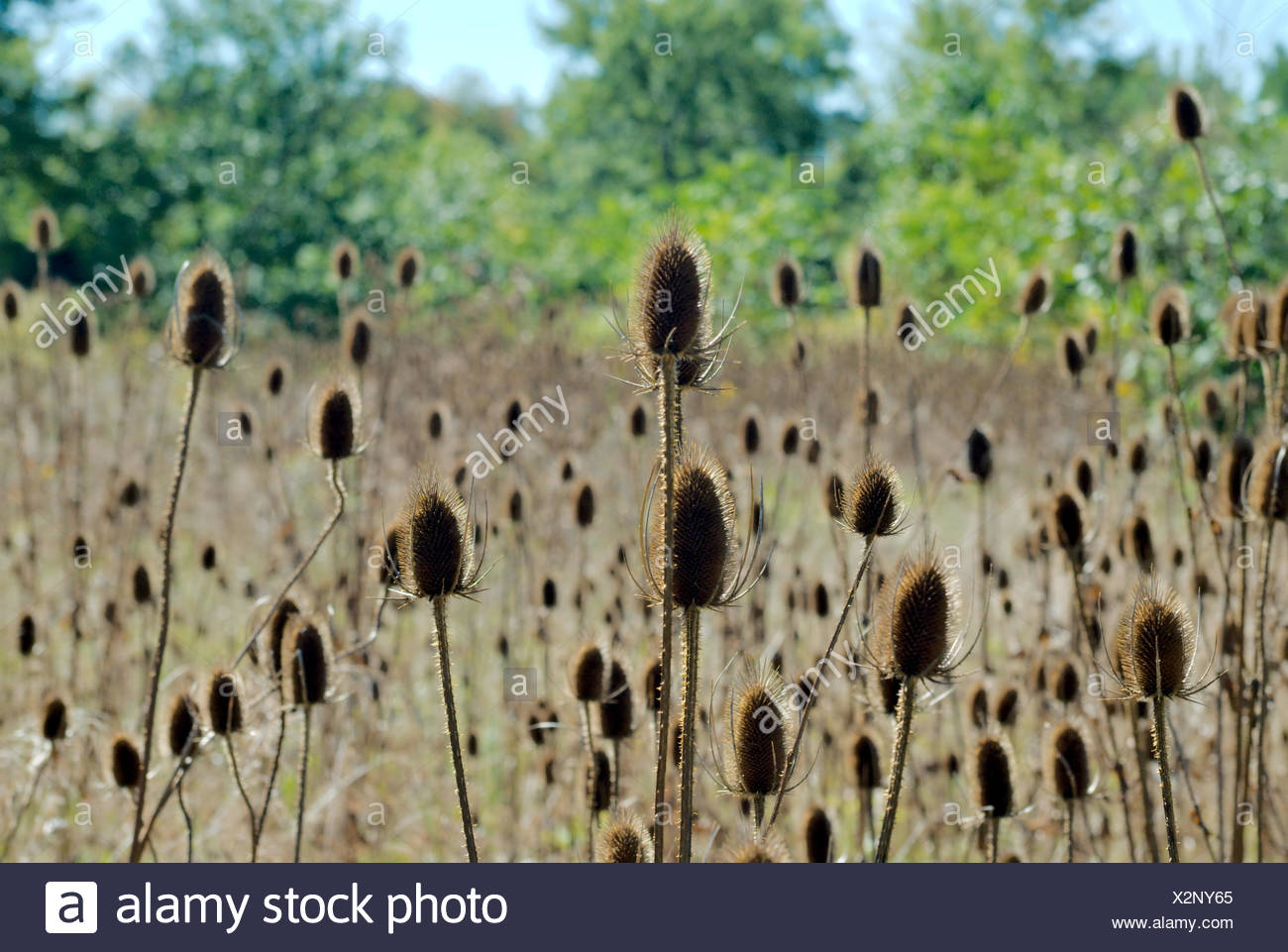 Prickly Seed Pods High Resolution Stock Photography and Images - Alamy