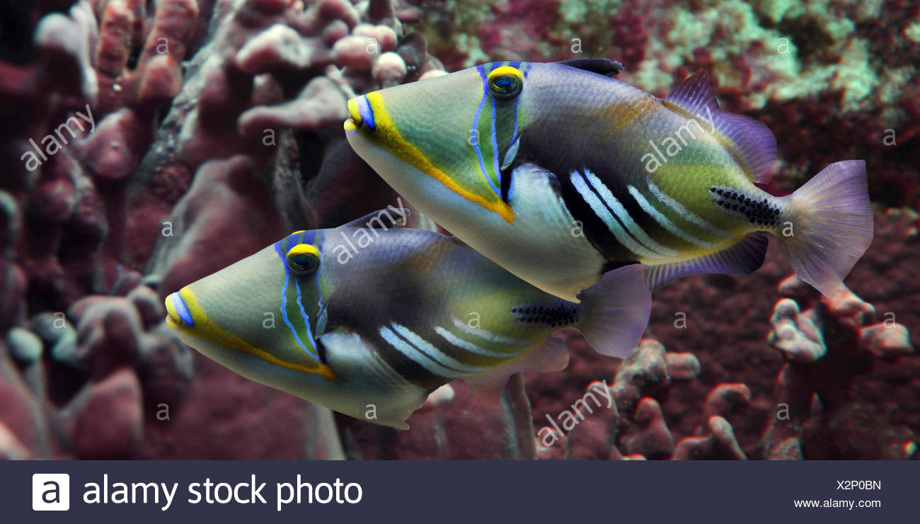 Fishes Of The Red Sea High Resolution Stock Photography and Images - Alamy