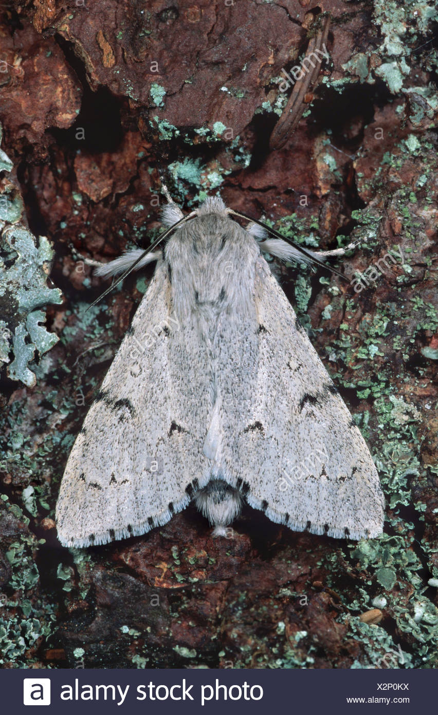 Miller Moths Stock Photos & Miller Moths Stock Images - Alamy