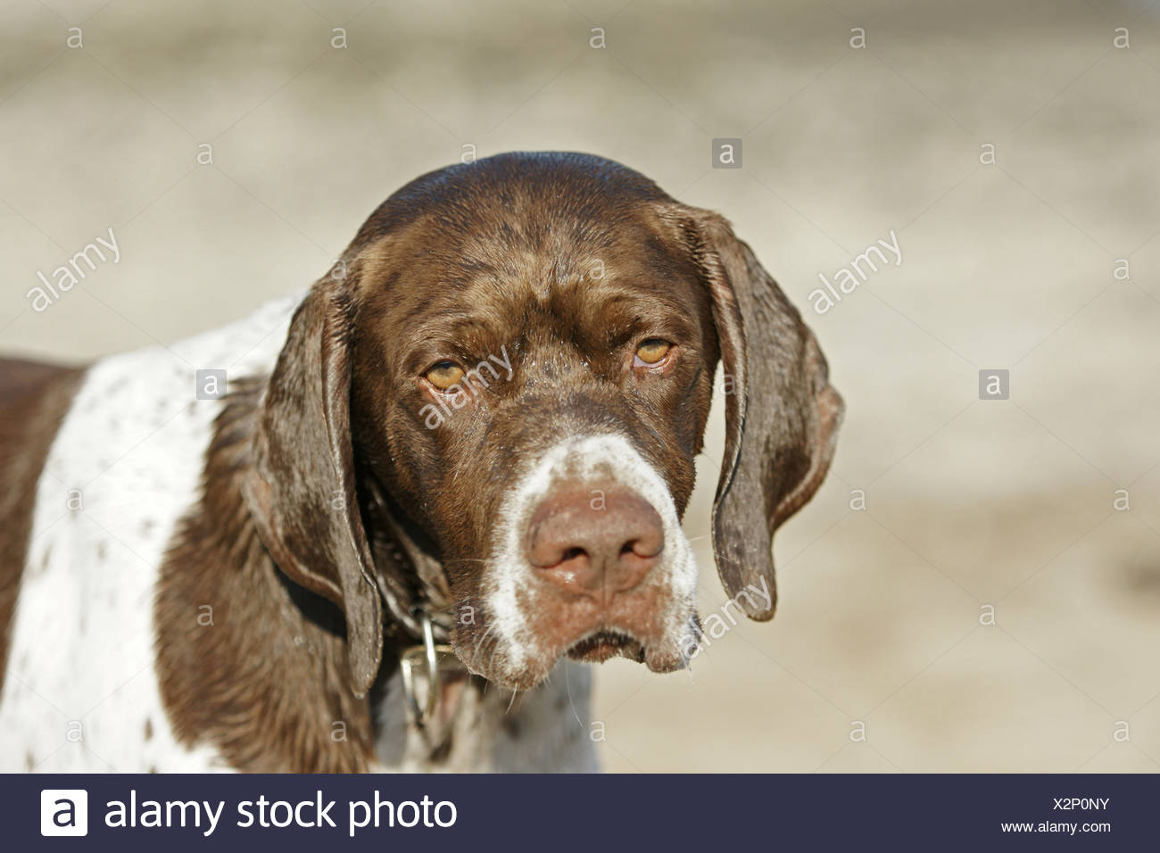 Braque Francais Type Pyrenees High Resolution Stock Photography and ...