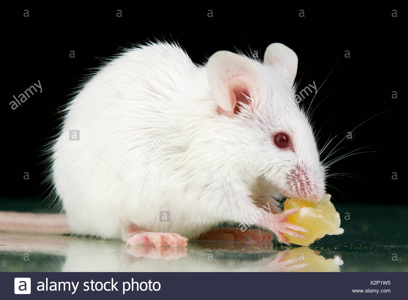 Little White Mouse High Resolution Stock Photography and Images - Alamy