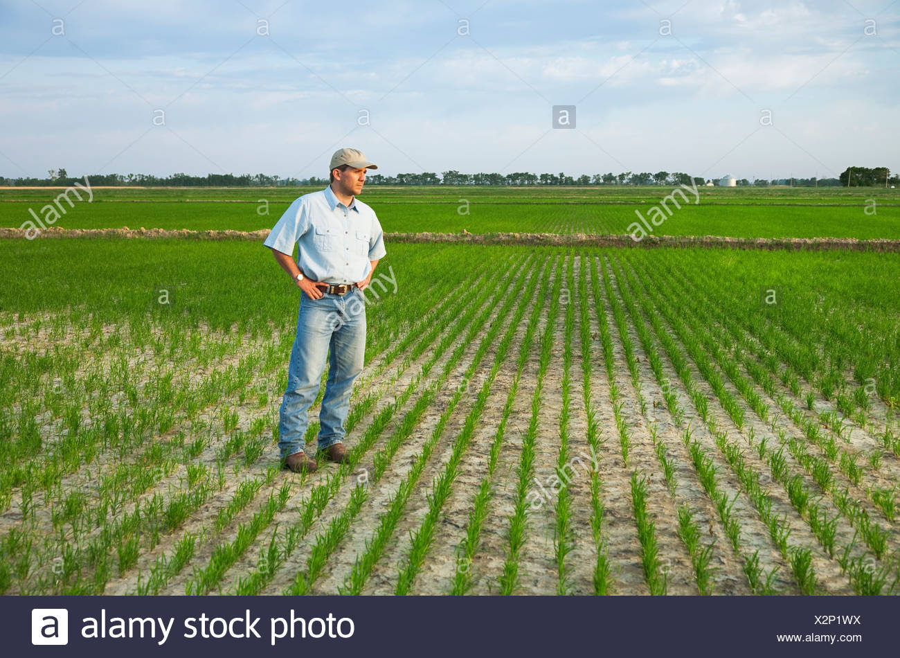 Rice Farms Stock Photos & Rice Farms Stock Images - Alamy
