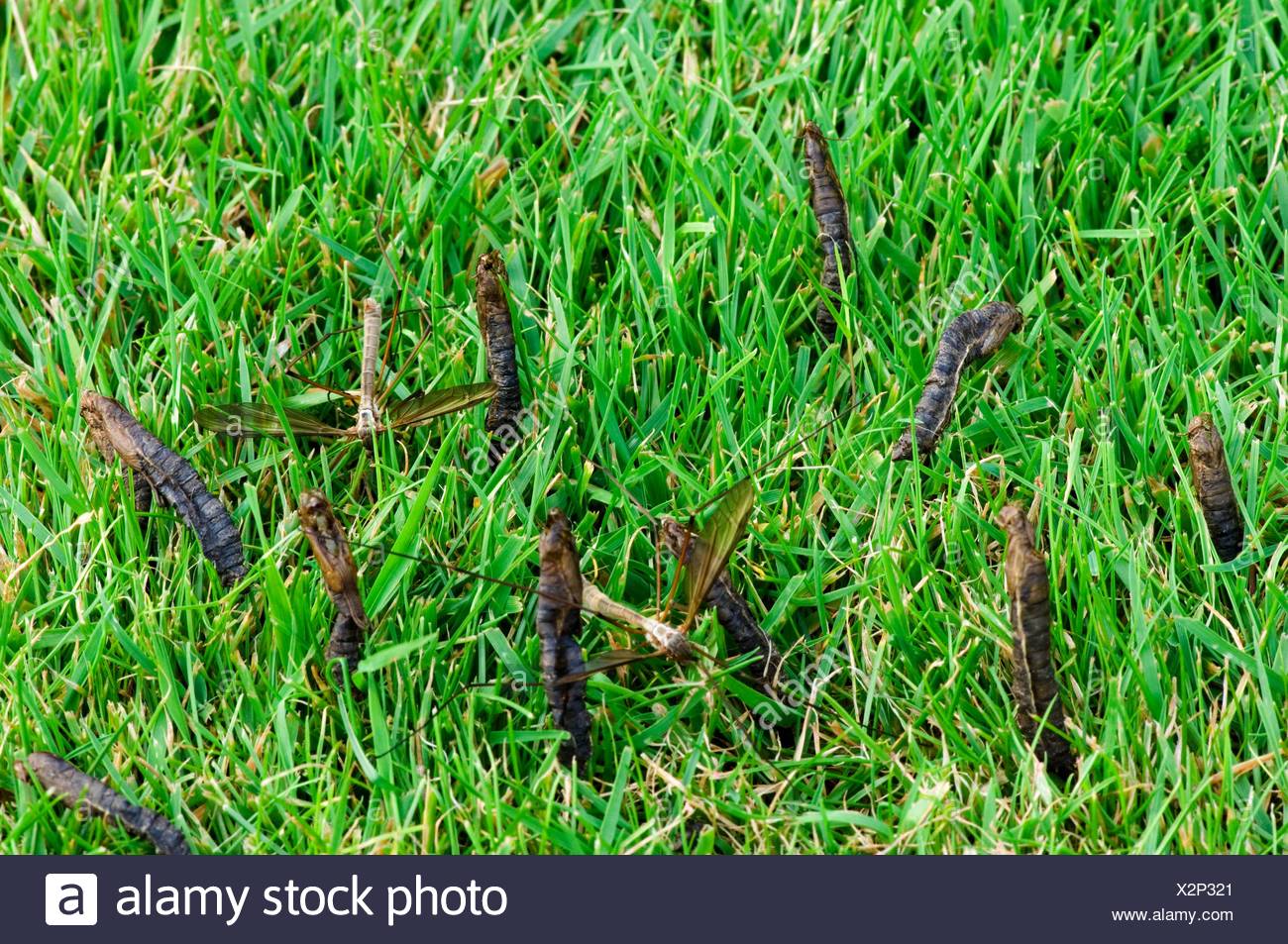 Leatherjacket Insect High Resolution Stock Photography and Images - Alamy