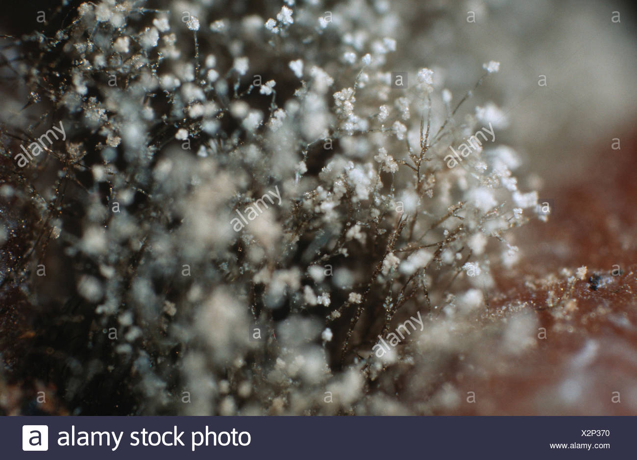 Botrytis Cinerea Grapes High Resolution Stock Photography and Images ...