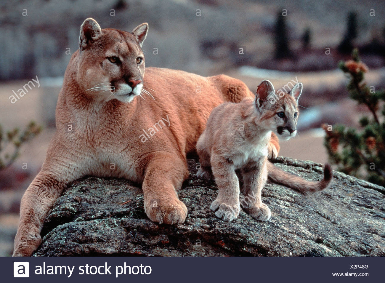 Silberlowe High Resolution Stock Photography and Images - Alamy