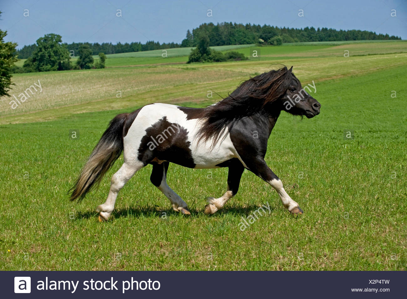 Male Shetland Pony High Resolution Stock Photography and Images - Alamy